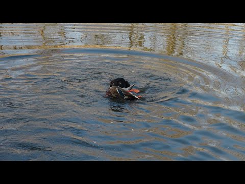 ΚΥΝΗΓΙ ΚΑΙ ΕΚΠΑΙΔΕΥΣΗ ΣΚΥΛΟΥ - YouTube