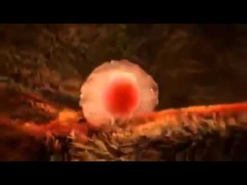 Formacion de un bebe - YouTube