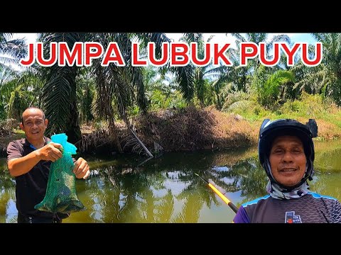 mancing puyu | - YouTube