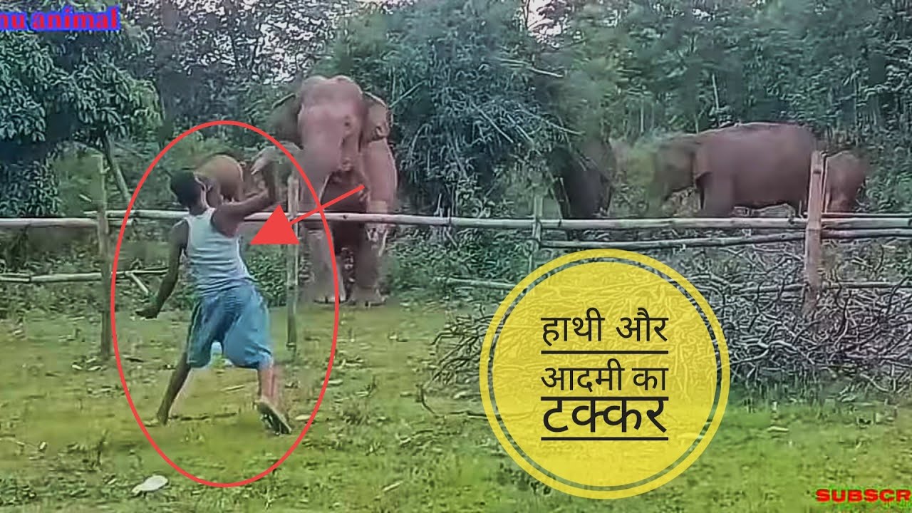 elephant vs man attack samne se #elephant #man #samne #attack # ...