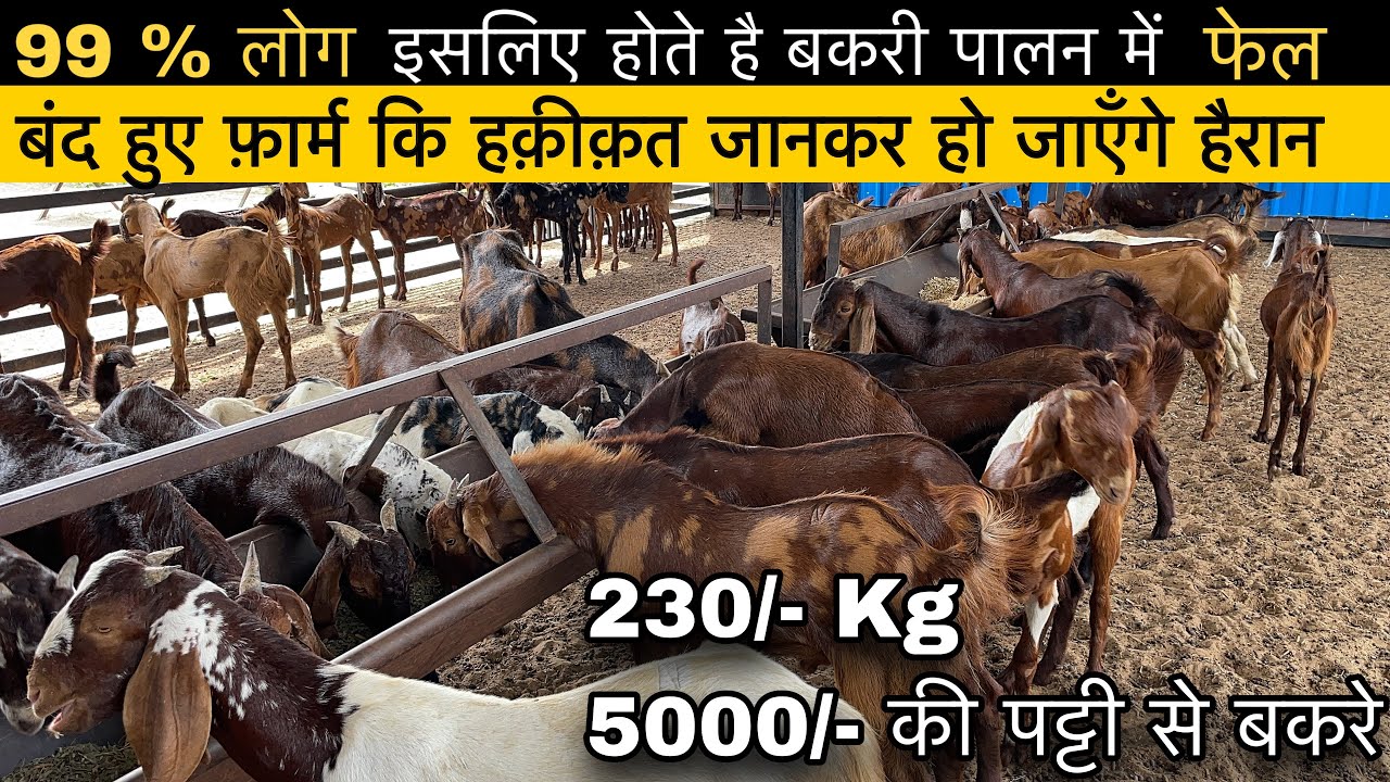 ₹5000@How to start goat/farming |(@India’s largest goat farming)@Shree ...