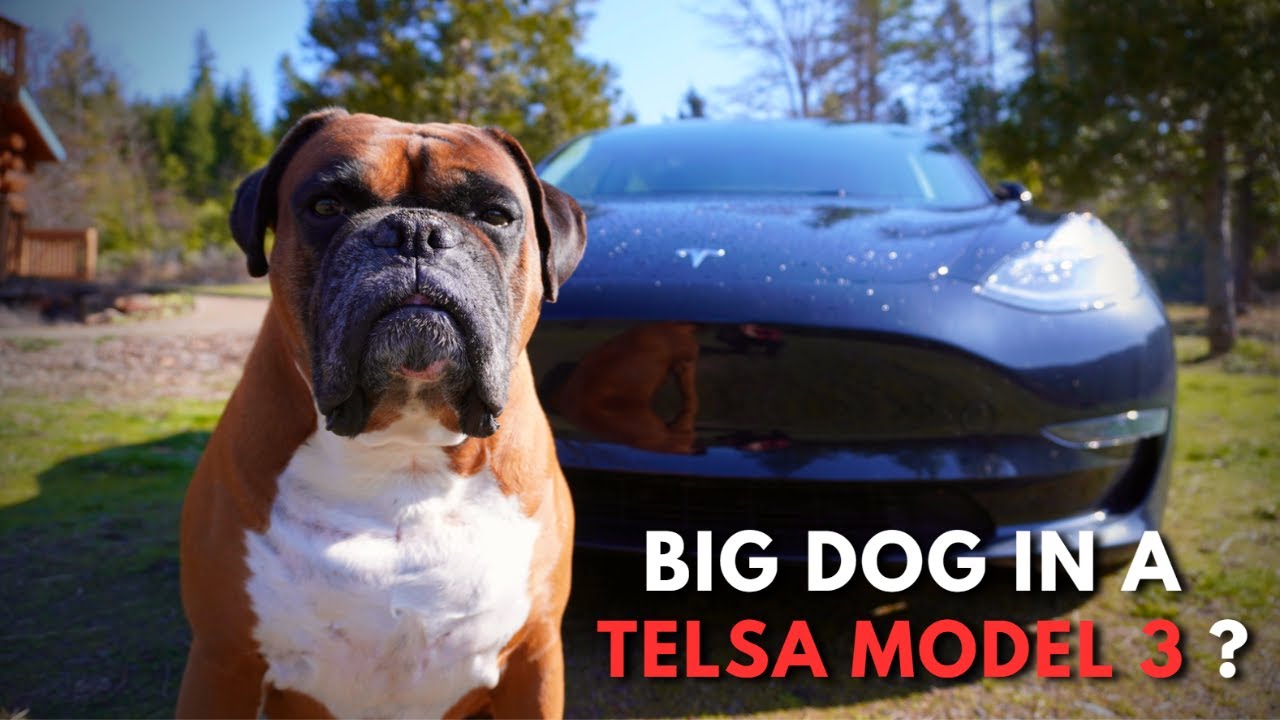 Can A Large Dog Fit In A Tesla Model 3 Comfortably? - YouTube