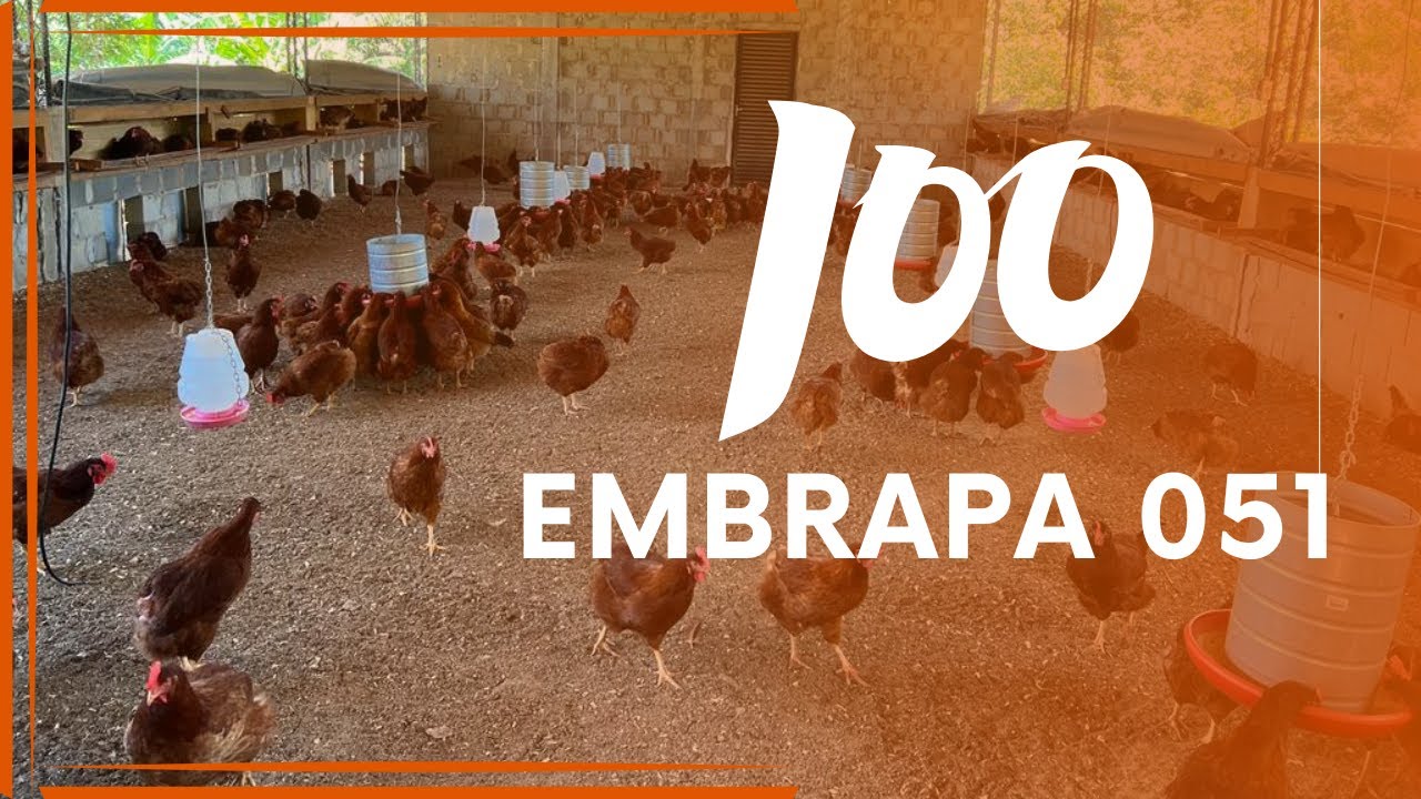 COMEÇAR com 100 galinhas EMBRAPA 051: custos da estrutura ao início da ...