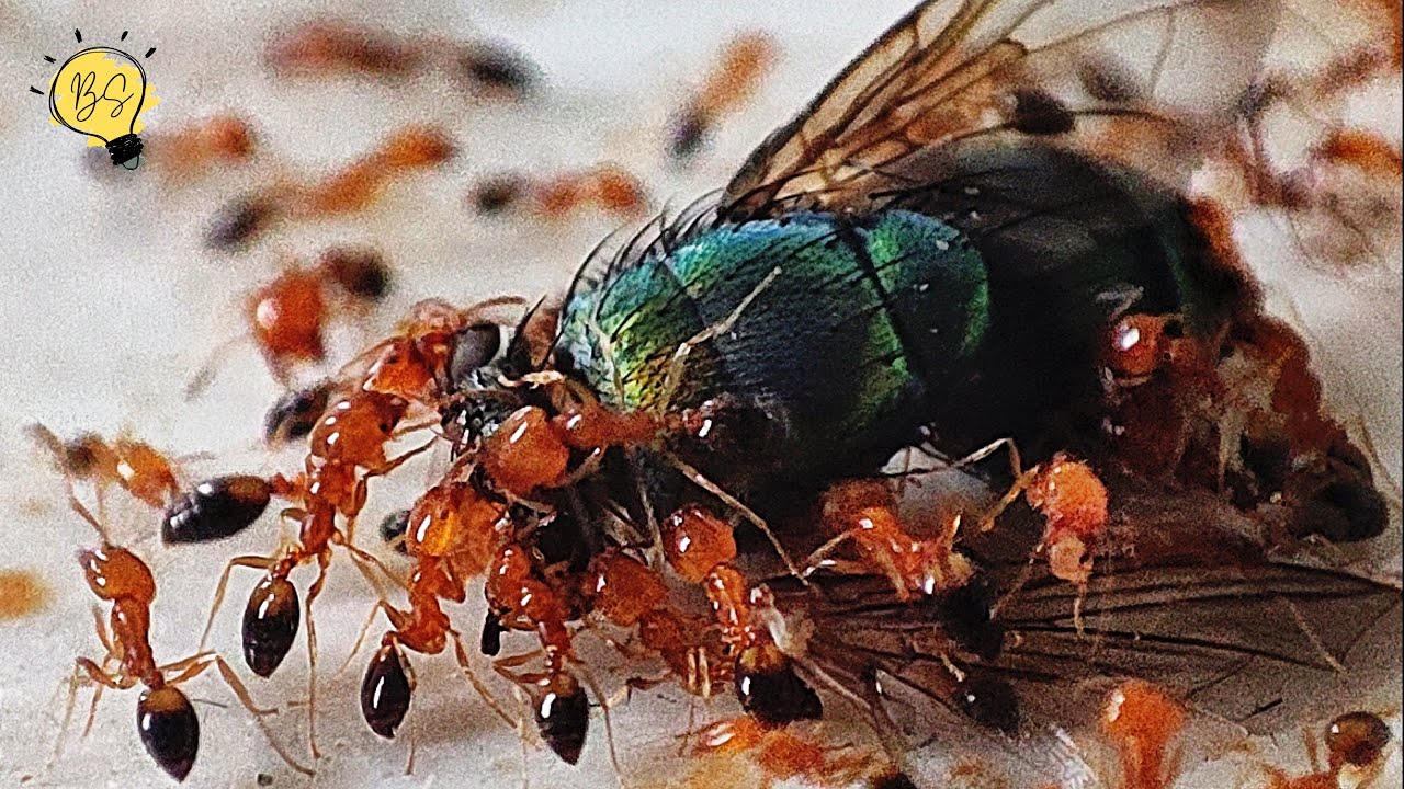 Watch Destroyer Ants Eating a Fly Up Close | 12 Minutes of Macro ...