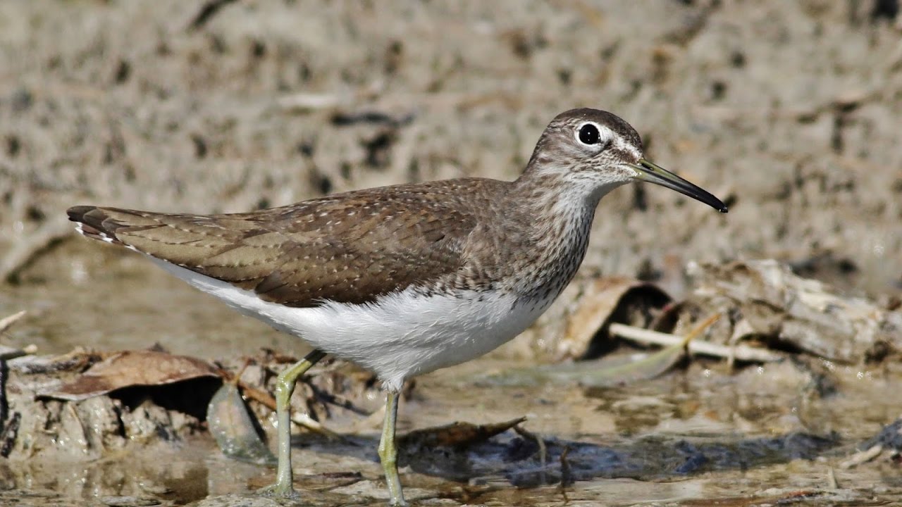 Green Sandpiper (Tringa ochropus) - Δασότρυγγας - Πρασινονεραλλίδα ...
