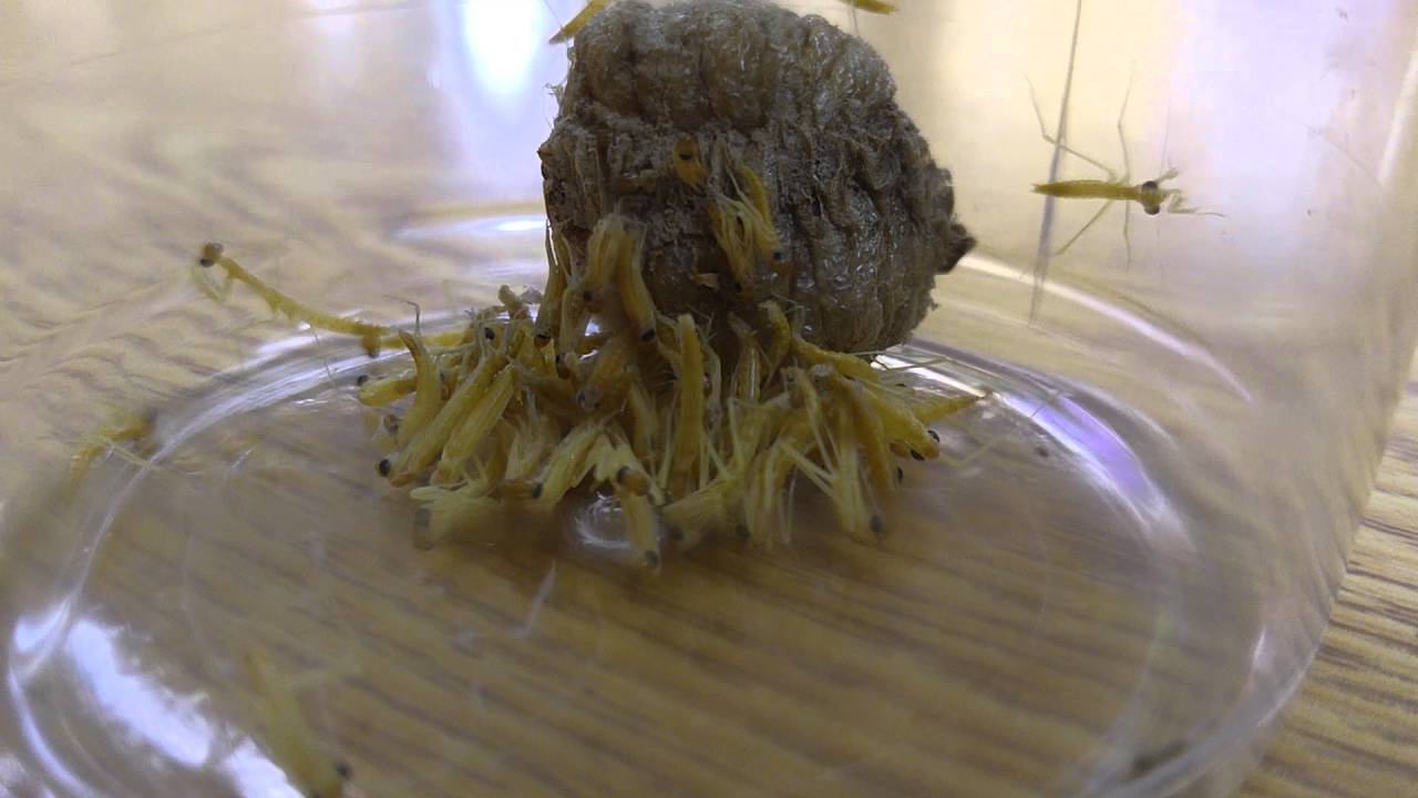 Praying mantis hatching! - YouTube