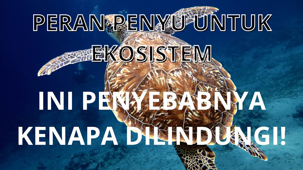 3 Alasan Masuk Akal Kenapa Penyu Dilindungi - YouTube 3 Alasan Masuk Akal Kenapa Penyu Dilindungi - YouTube