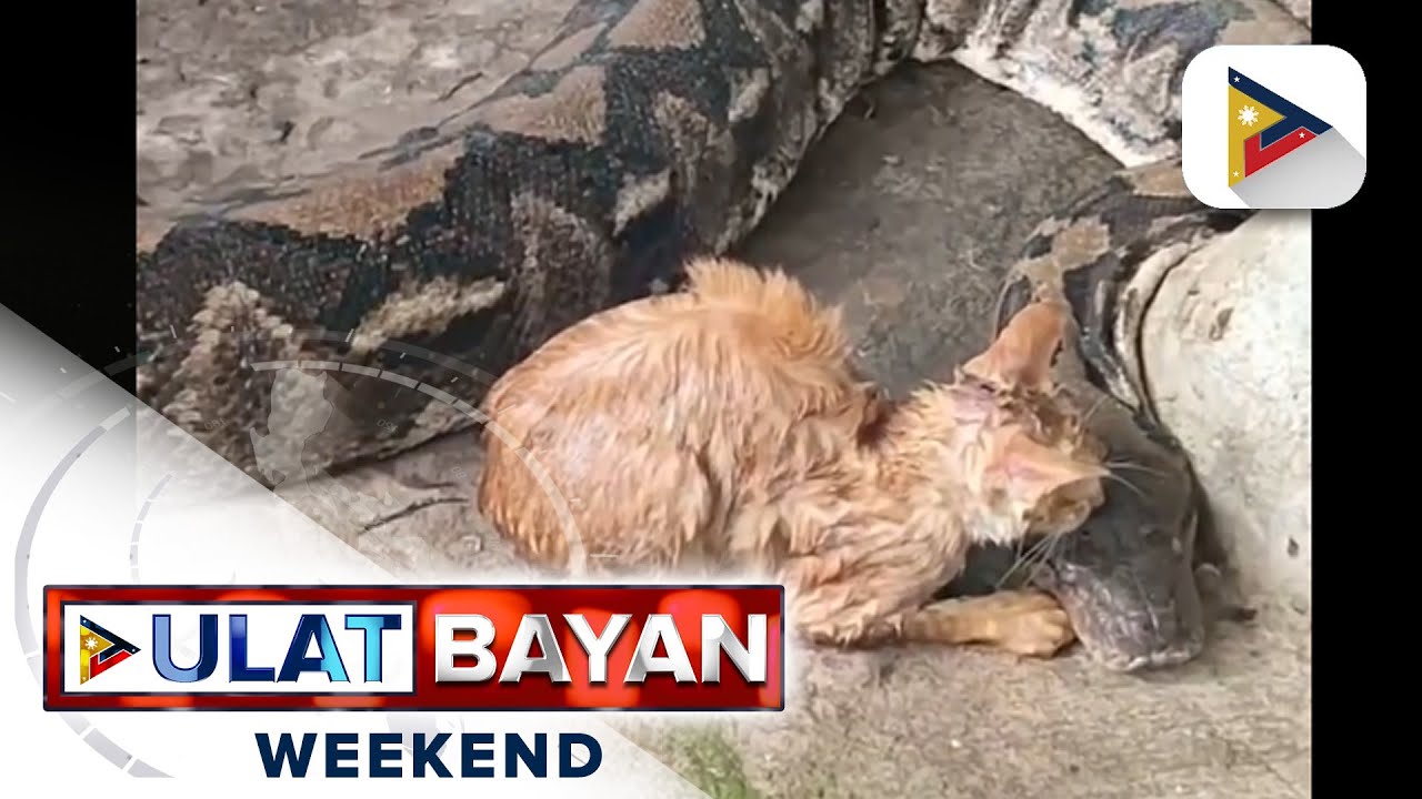 Mini zoo sa Masbate na nakunang tila nagpapakain ng pusa sa kanilang ...