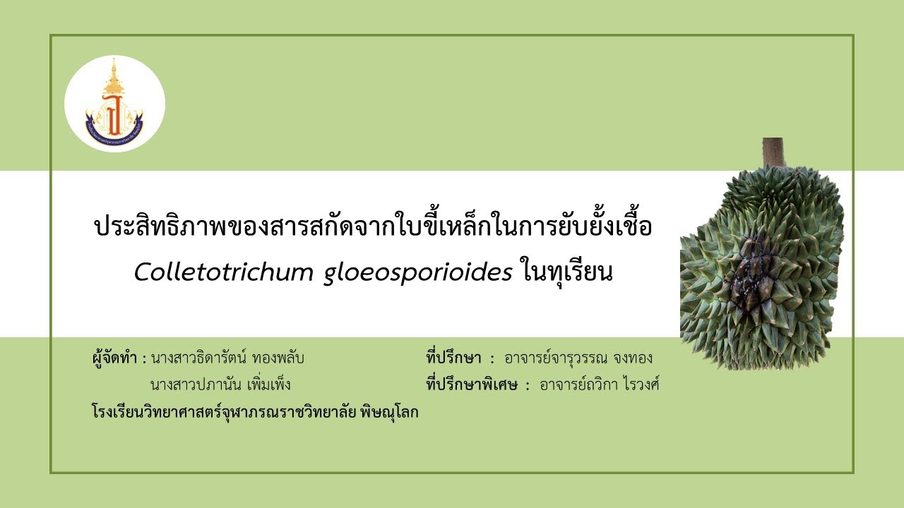 PCSHS PL สารสกัดจากใบขี้เหล็กในการยับยั้งเชื้อ C. gloeosporioides ใน ...
