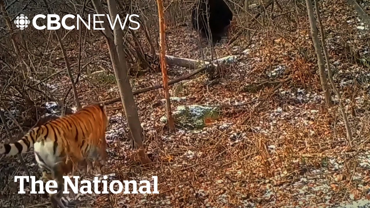 #TheMoment researchers were blown away to learn that tigers hunt bears ...