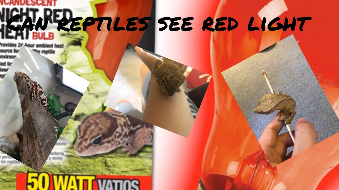 DO REPTILES SEE RED LIGHT!!!! - YouTube
