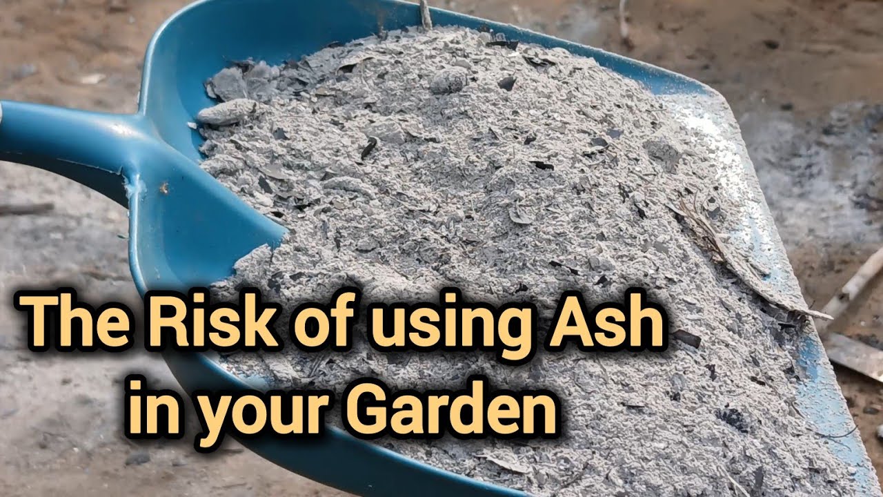 What happens if you add Too Much ash in your garden Soil - YouTube