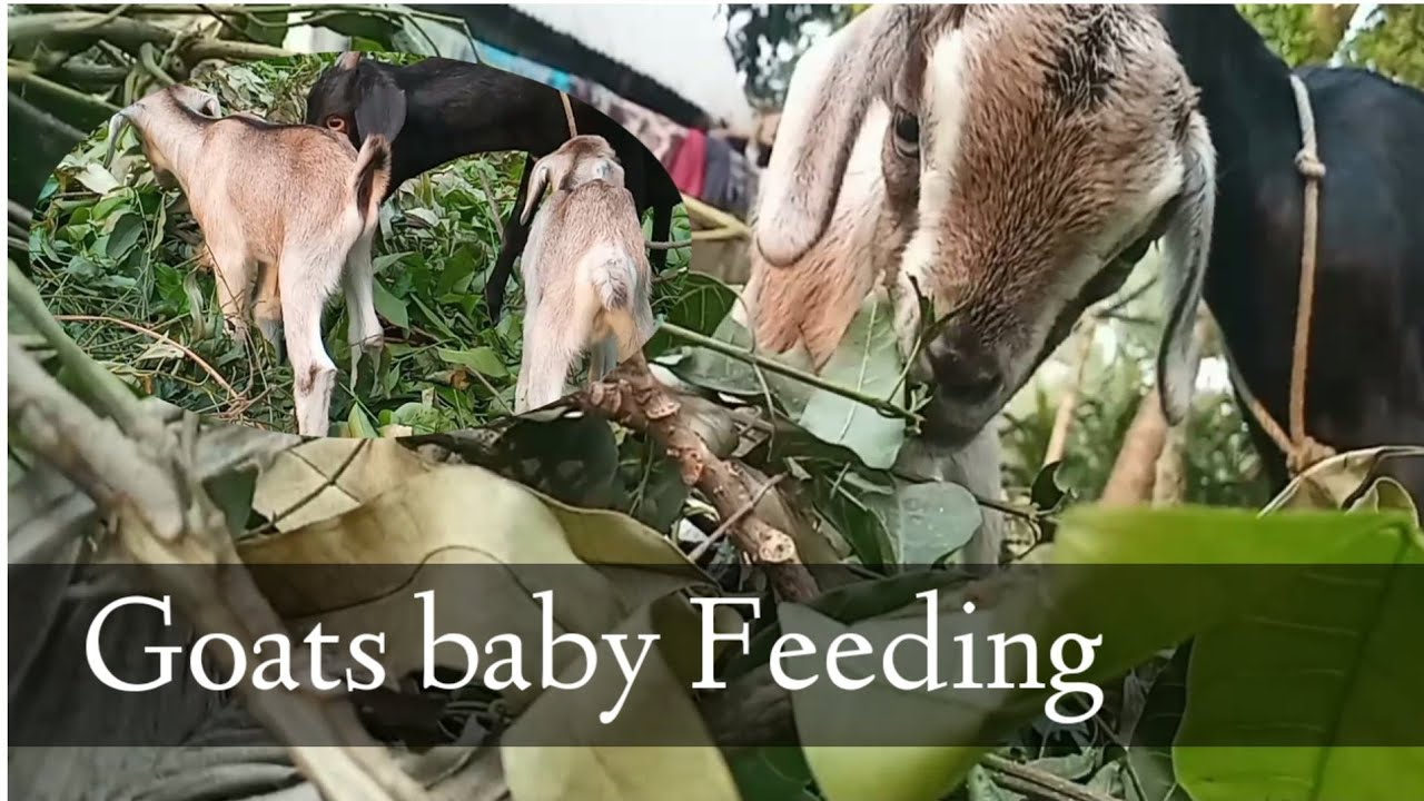 Goats baby feeding | Goats | Goatfeed | Babygoats | Goatfarming | Goats ...
