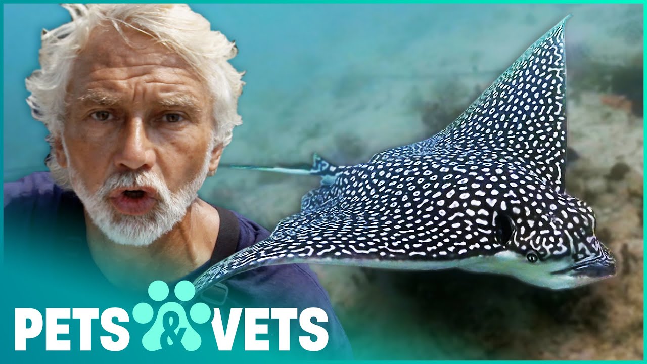 Conserving Beautiful Spotted Eagle Rays In Bermuda | Ocean Vet - YouTube