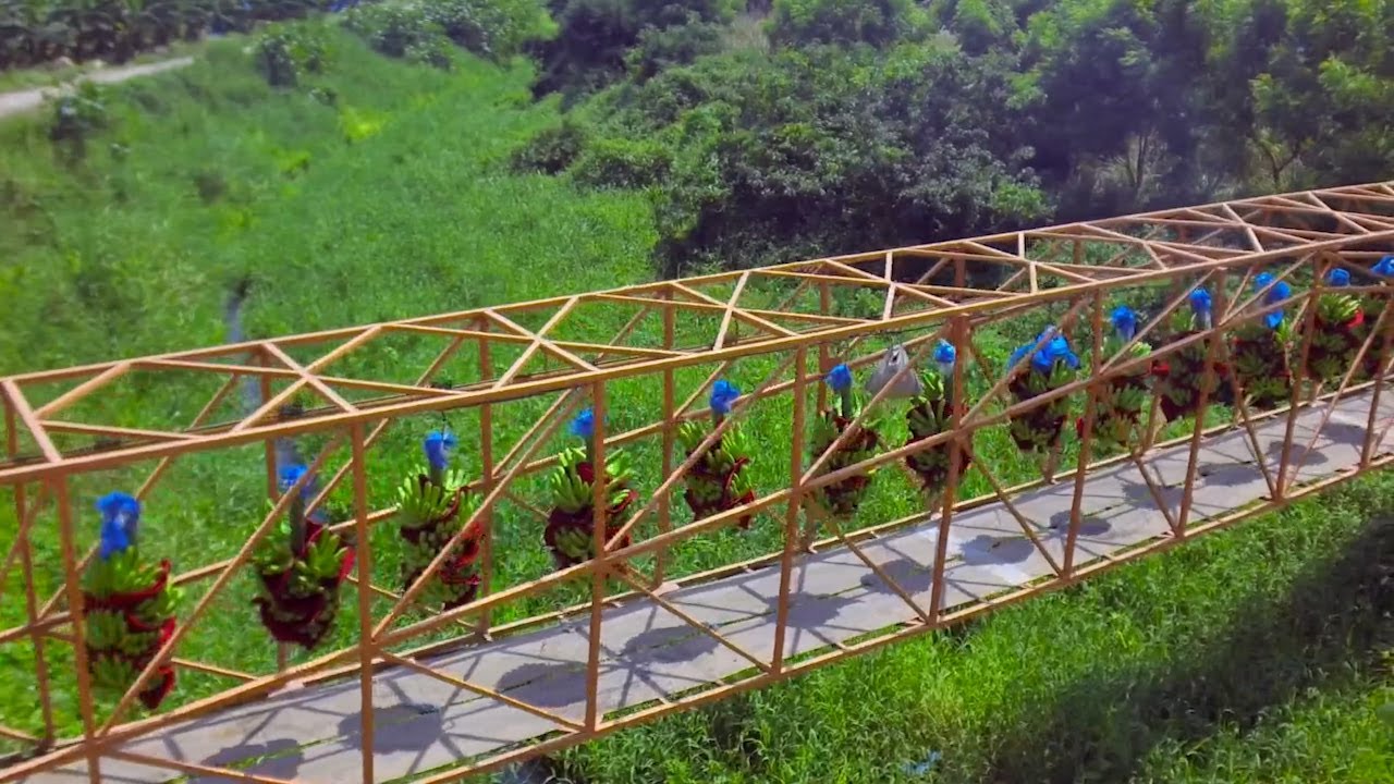 Organic Banana Growing Technology - Harvest Bananas By Cableway ...