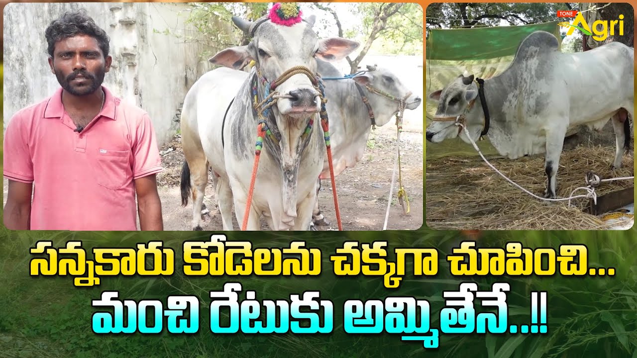 Kesanapalli Bulls at Gurazala Ongole Bulls Competition | సన్నకారు ...