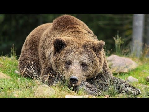 Top 50 curiozități despre URSUL BRUN