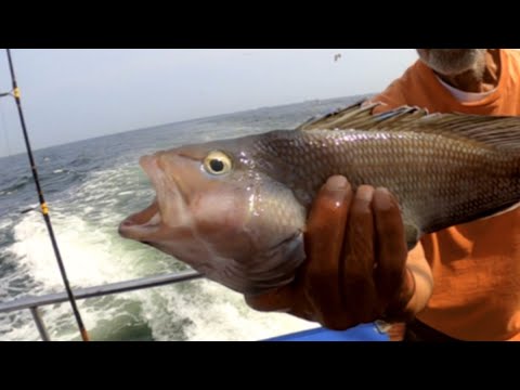 Big Seabass. PORGYS and more charter boat fishing🎣💥 #porgyfishing # ...