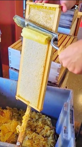 Ide cerdas sederhana cara memanen madu yang sangat menggiurkan #shorts ...