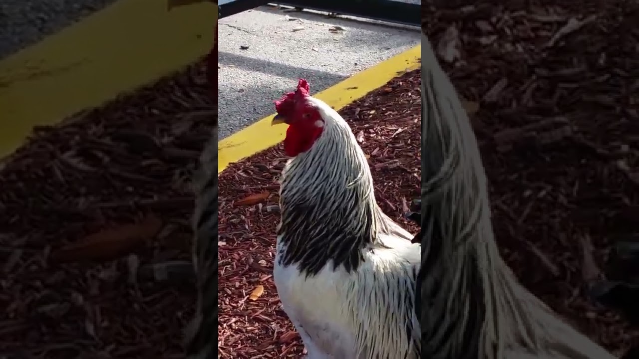 World's largest ROOSTER huge Talons - YouTube