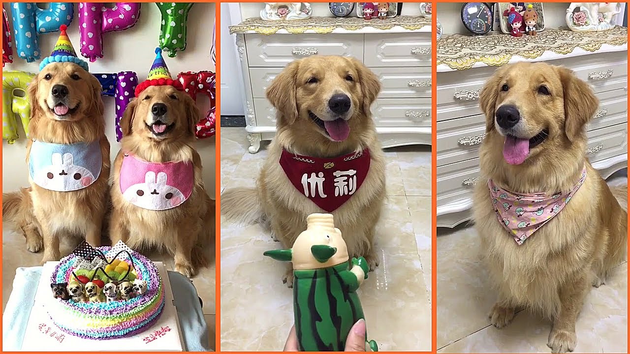 Pet Family Cute 2020 ️ Try Not To Laugh To These Pets Compilation ️ ...