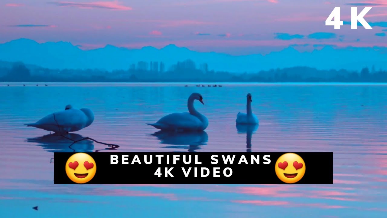 🦢Beautiful Swans | 4K Video | Full HD | 1080p | #beautiful #swan #viral ...