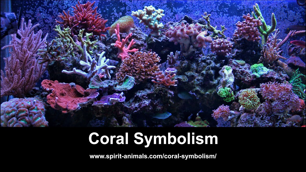 Coral Symbolism - YouTube
