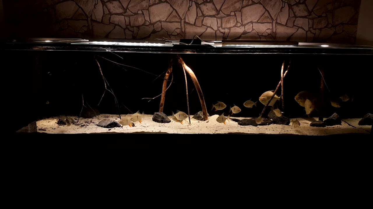 Silverdollars in their new aquarium - YouTube