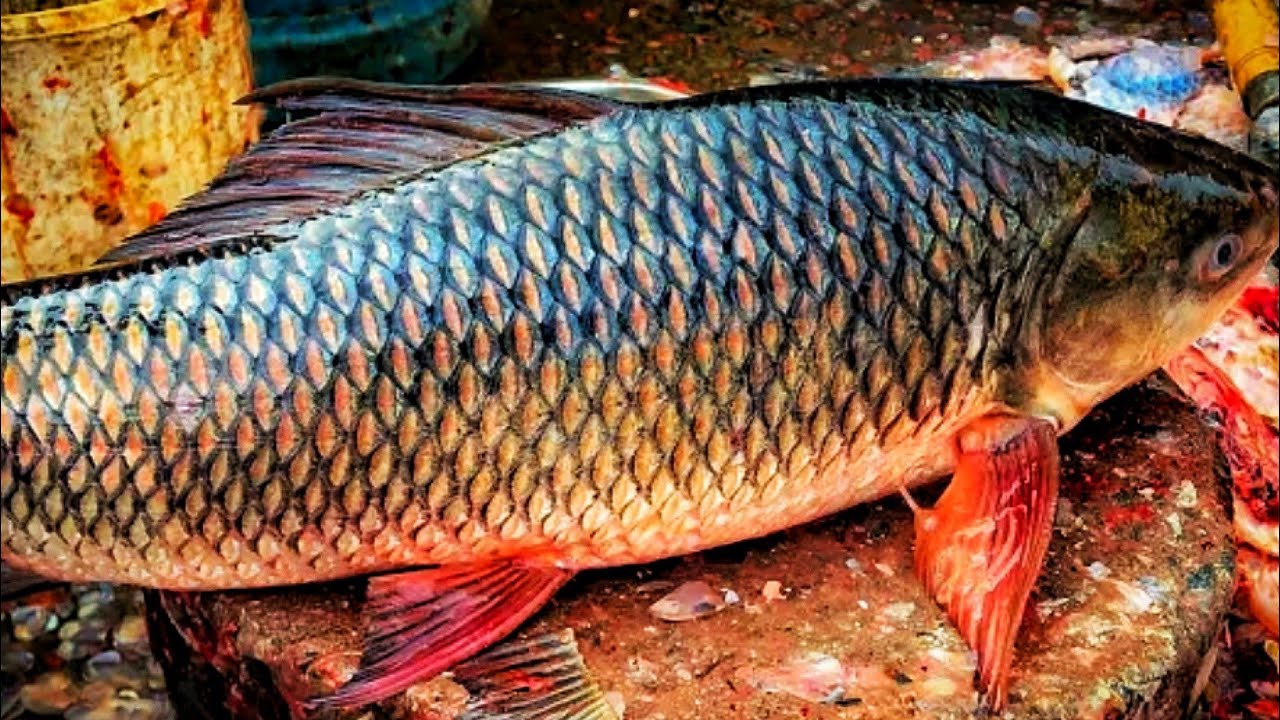 Pleasing Knife Skills Of Cutting Rohu Fish, Big Rui Fish Skinning And ...