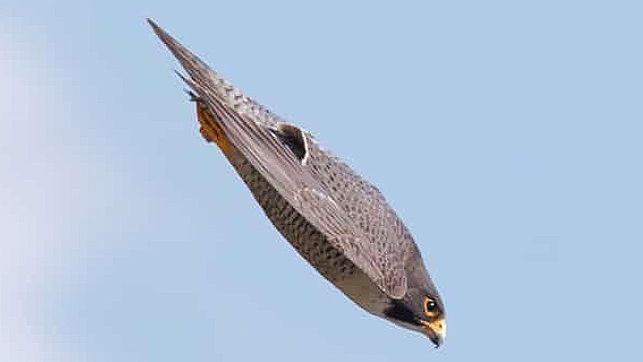 15 FASTEST Animals in the World - YouTube