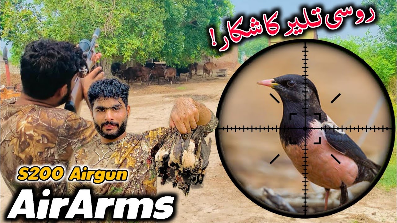 Rosy Starling Hunting With Airgun 2024|روسی تلیر کا شکار|Airarms S200 ...