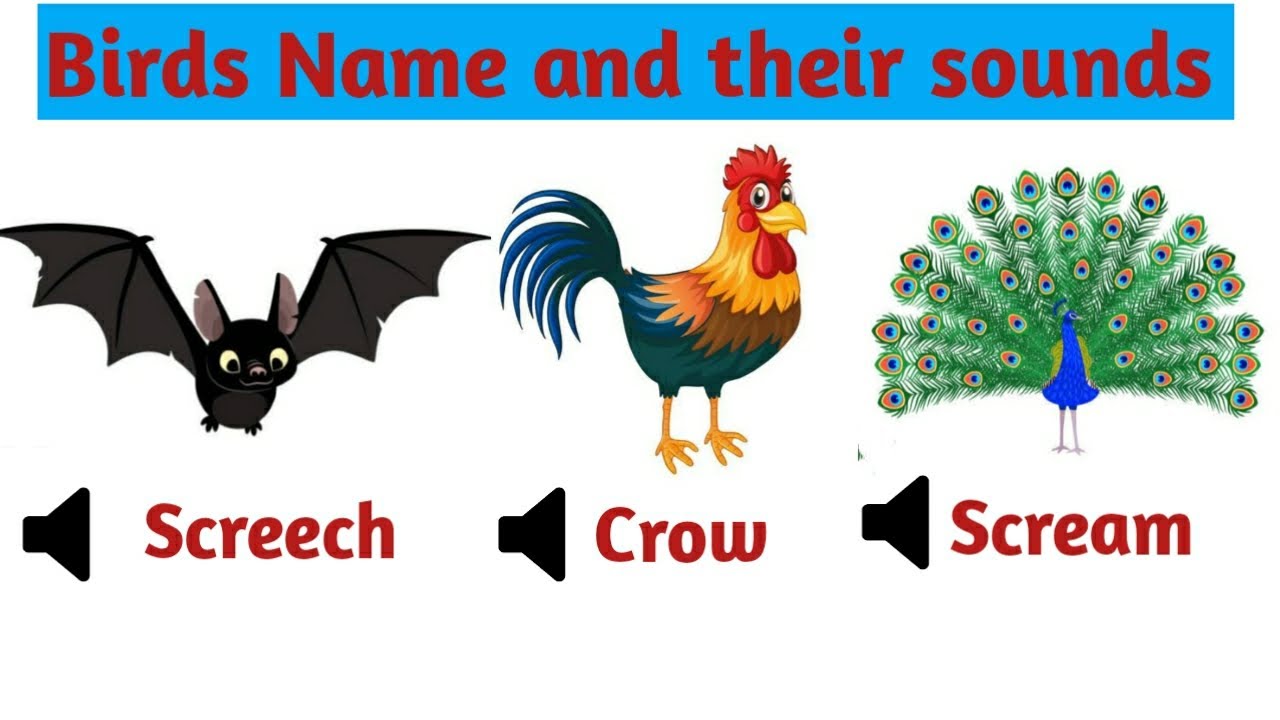 Birds sounds for kids _ Birds identification for kids ; Birds Sounds ...