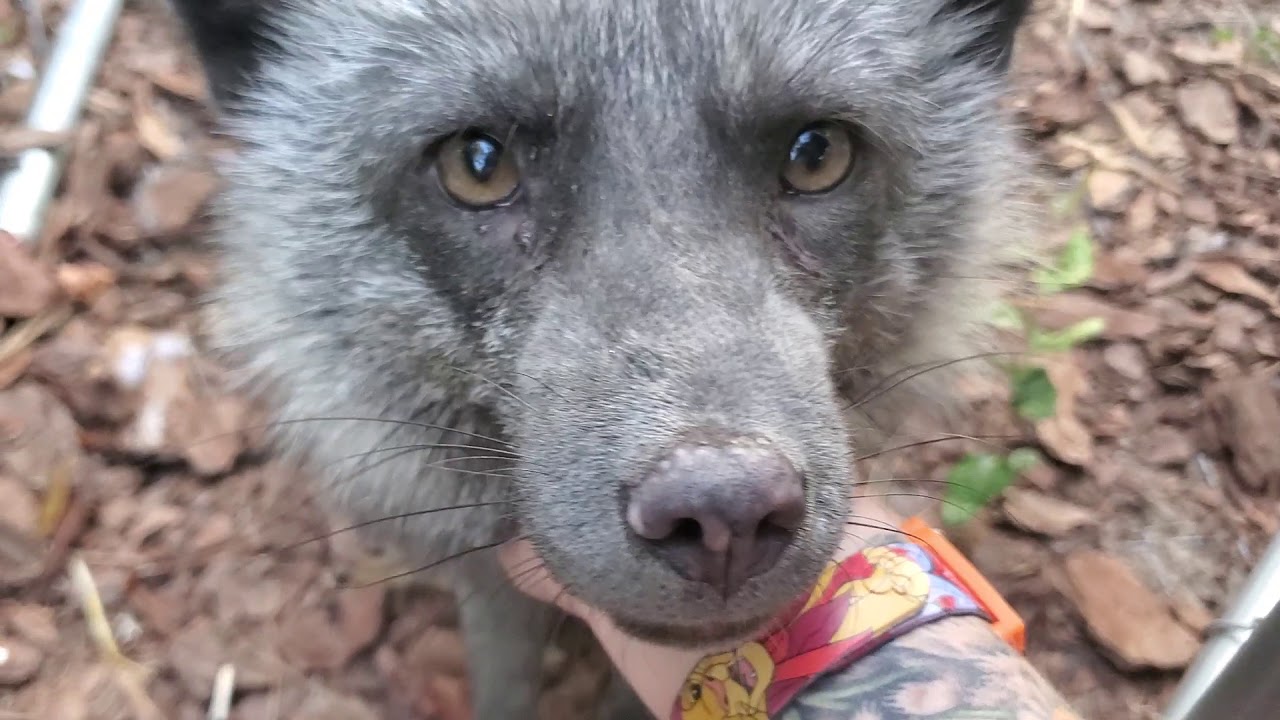 Fox Thinks Ice Cube Tray Is A Toy - YouTube