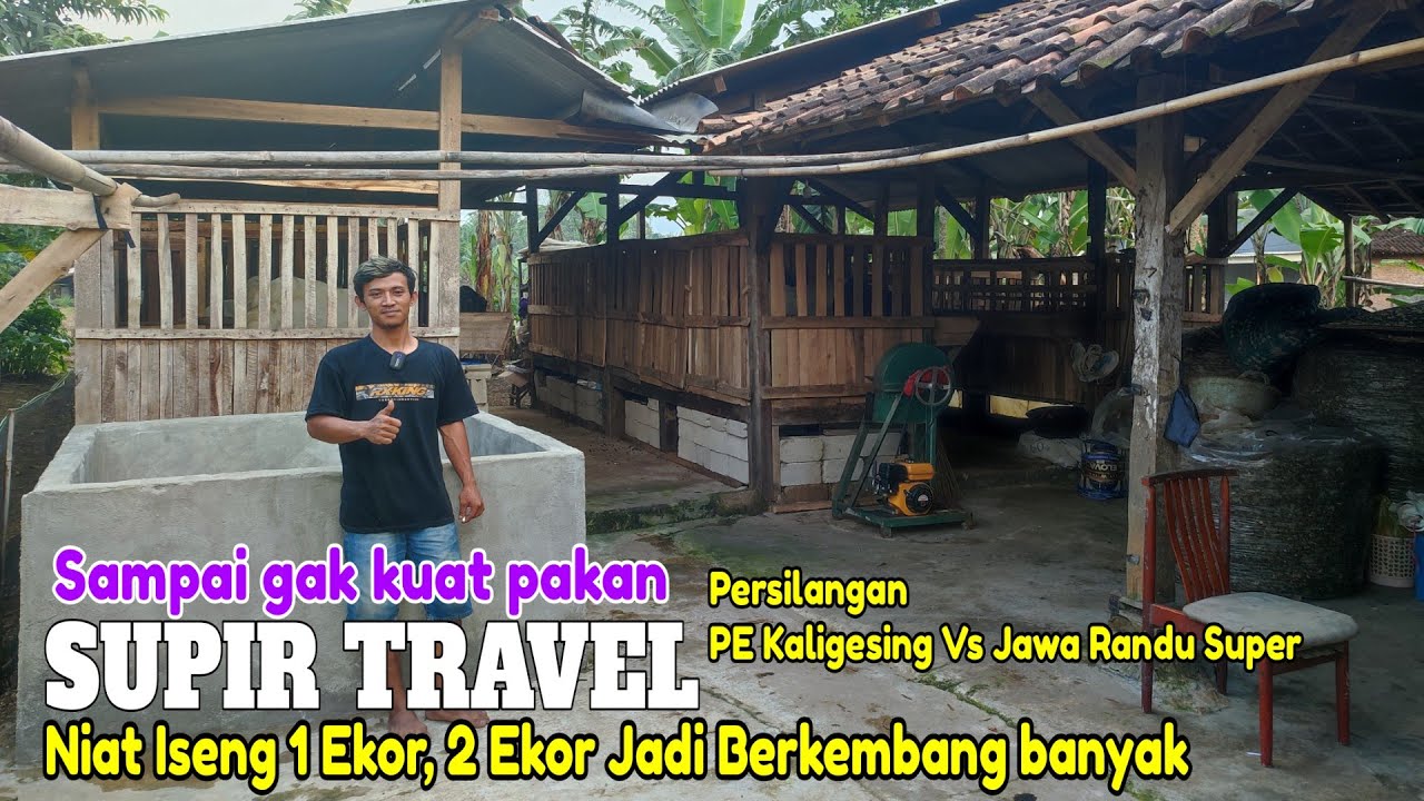 SUPIR TRAVEL SUKSES BREEDING SAMPAI GAK KUAT CARI PAKAN LAGI - YouTube