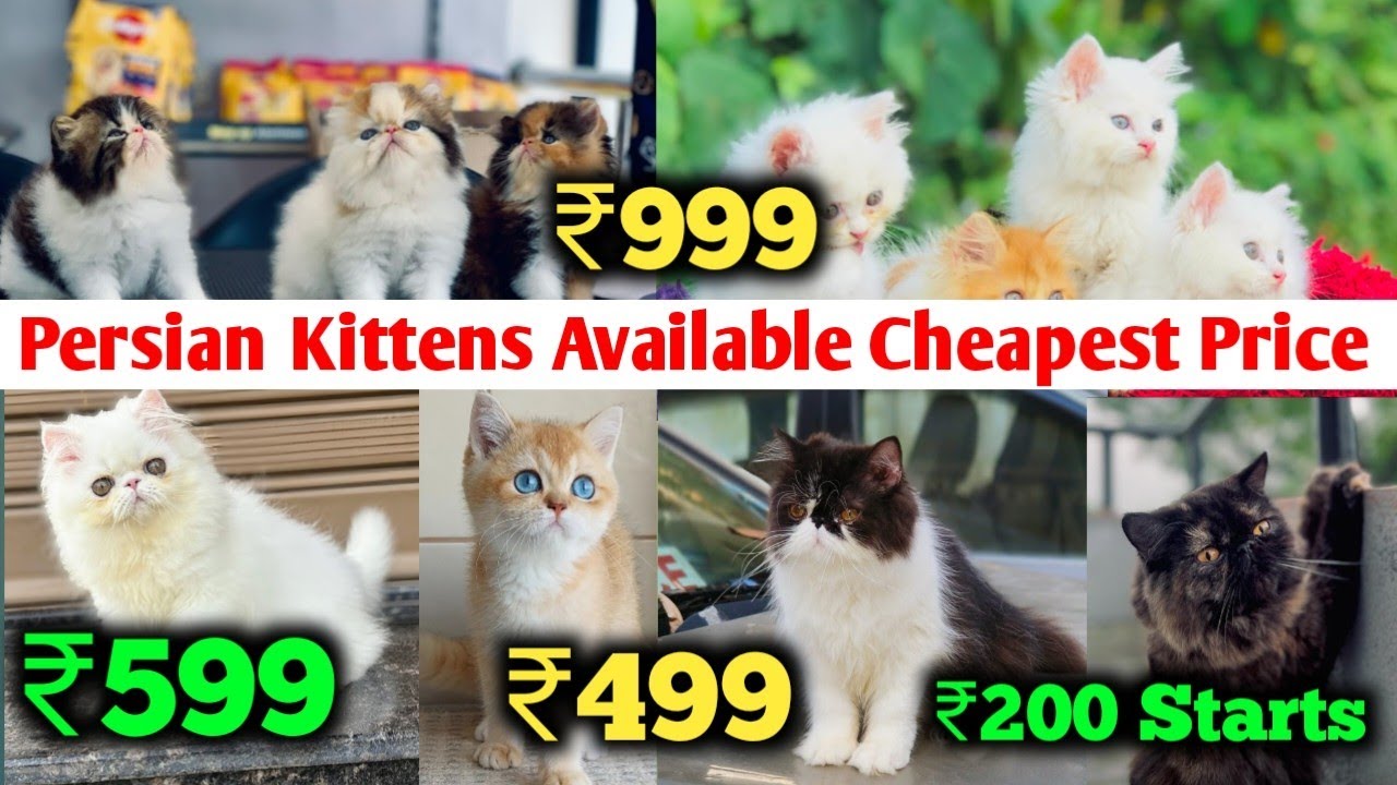 Cheapest Cats and Kittens Market in Delhi NCR | Cash on Delivery | All ...