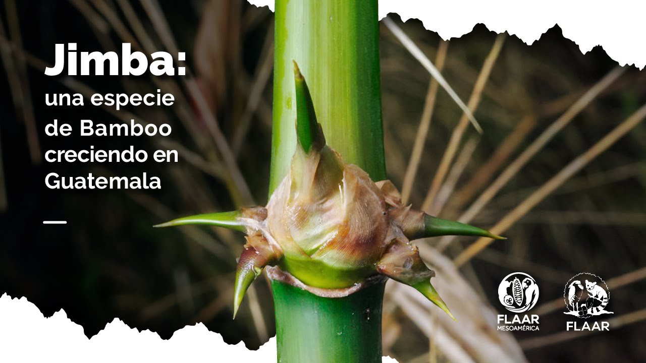 Jimba: una especie de bamboo creciendo en Guatemala. - YouTube