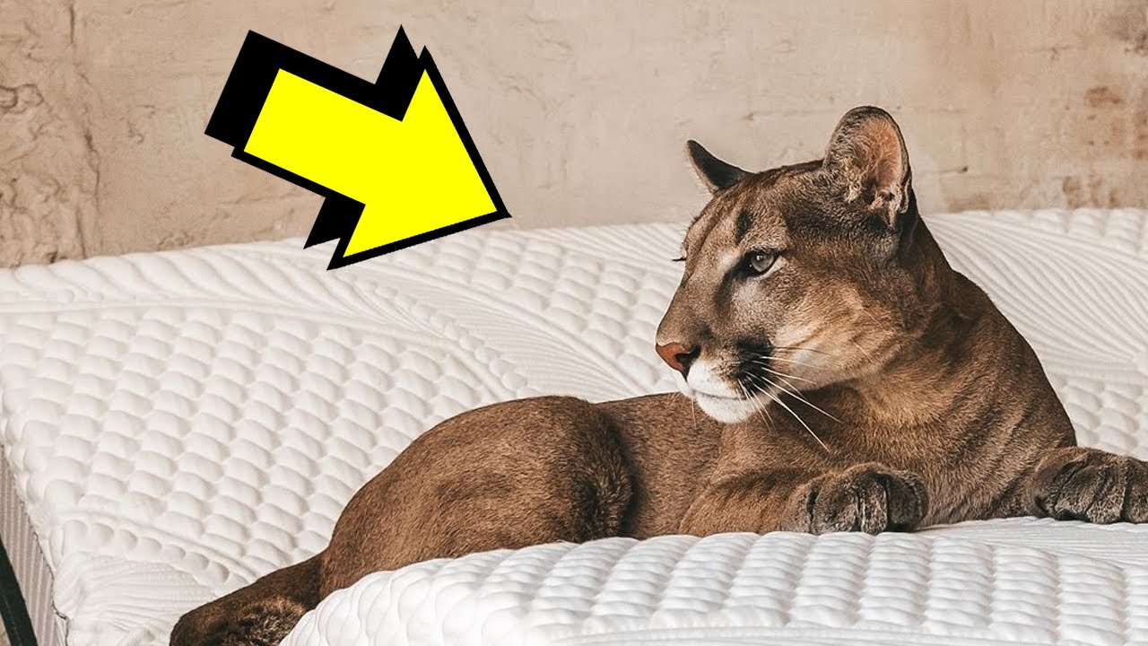 Dying Puma Escaped His Zoo Hell And Is Now A Spoiled House Cat - YouTube