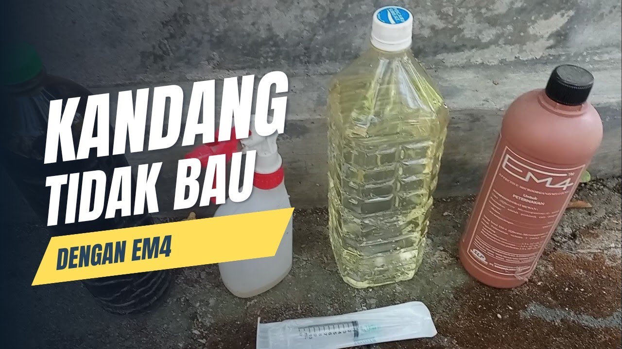 CARA MEMBUAT LARUTAN EM4 AGAR KANDANG TIDAK BAU - YouTube