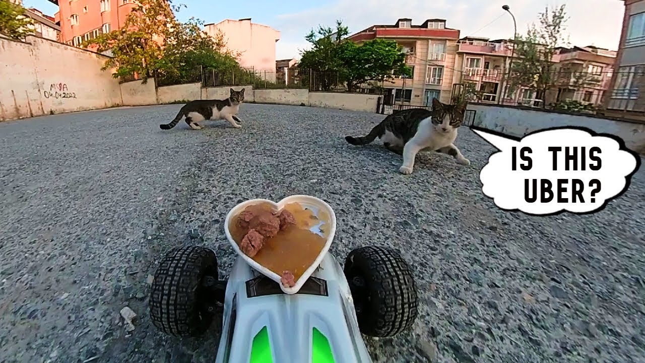 FPV RC car feeding cats - YouTube
