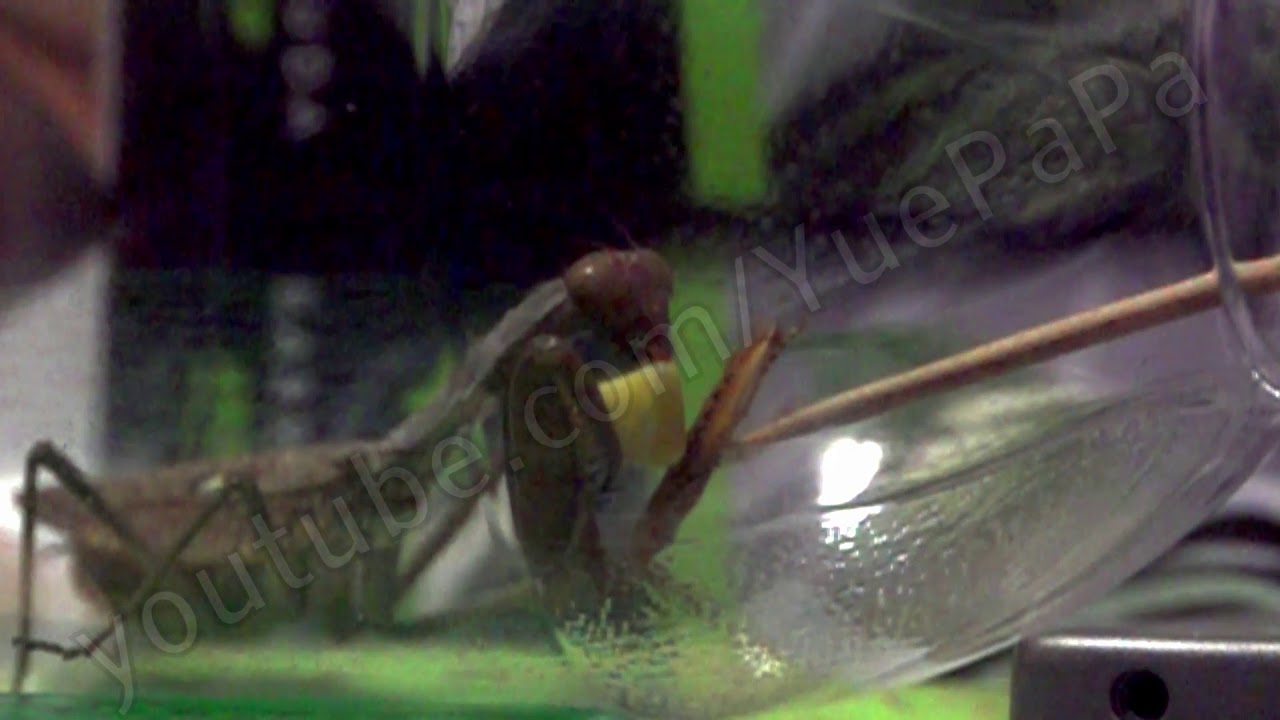 Mantis Grabbing Sweet Corn 960FPS 螳螂 餵 捕 食 獵捕 甜 玉米 - YouTube