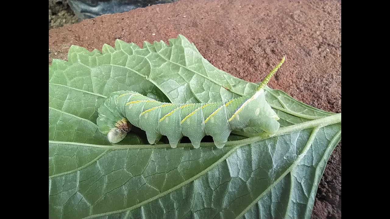 Ulat Hijau Bertanduk Satu / Horn Worm - YouTube