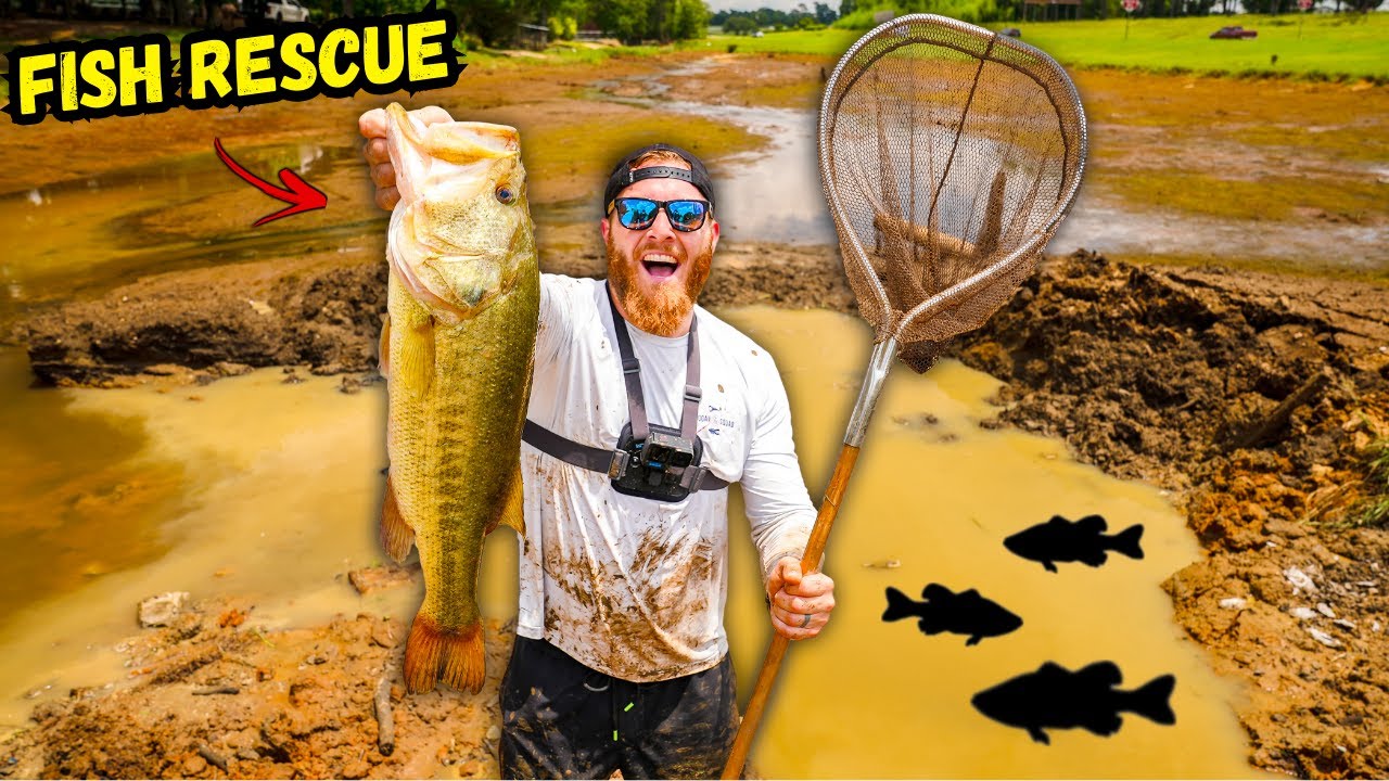 Rescuing BIG BASS from Dried Up Pond (Fish Rescue) - YouTube