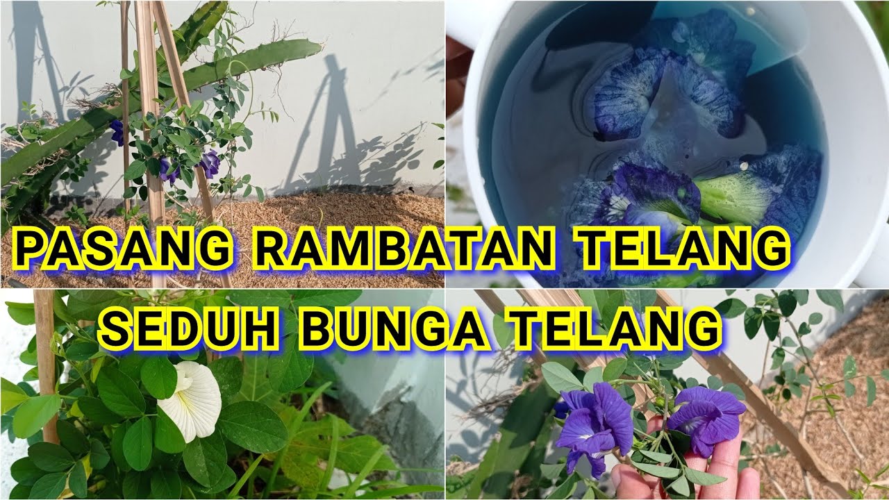 PASANG RAMBATAN TELANG & CARA BUAT TEH BUNGA TELANG FRESH - YouTube