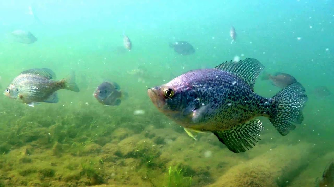 Bluegill school off the dock. NE South Dakota - YouTube