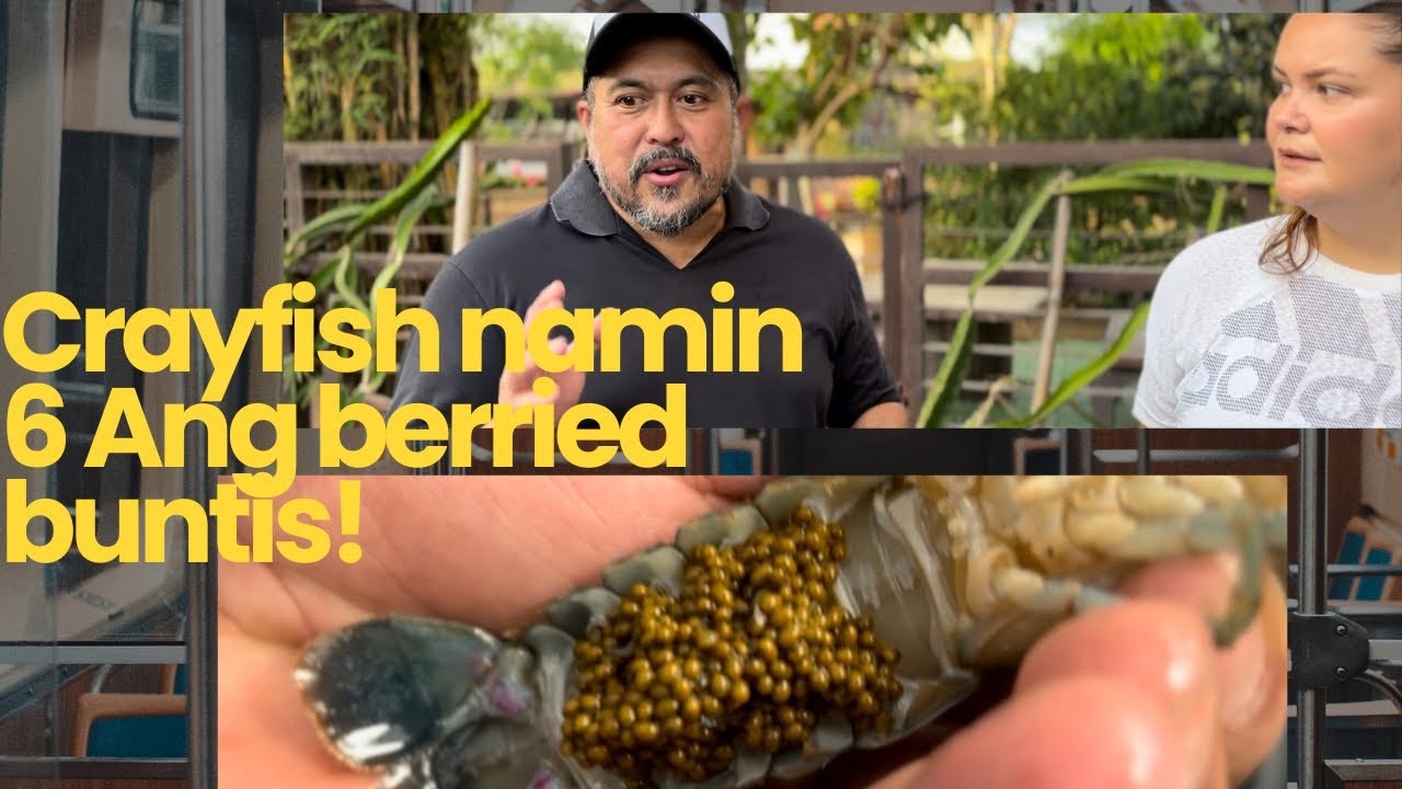 Our Crayfish Multiply! 6 Pregnant Berried Mamas In Just 1 Month! - YouTube