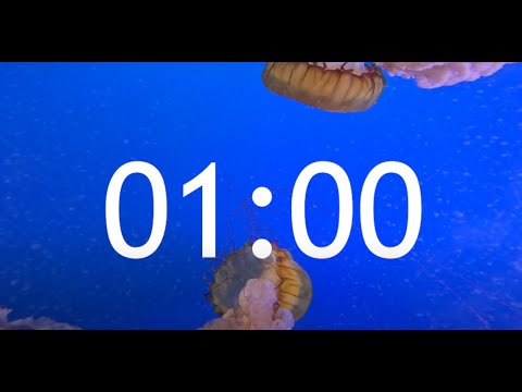1 Minute Timer - Pacific Sea Nettles - YouTube
