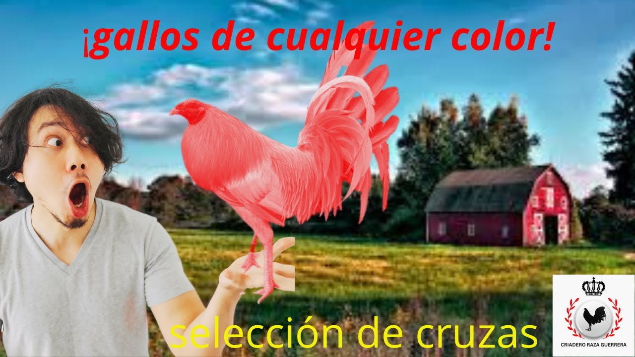 "Cruza selectiva en kikirikis: Cómo obtener características específicas ...