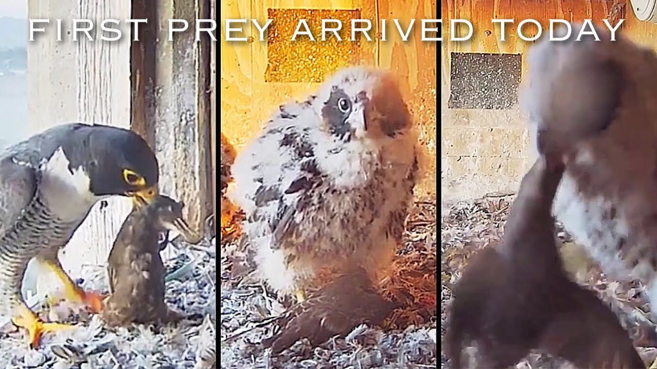 #201🦅Falcon Nest ／Box Camera - FalconCam Project LIVE - YouTube