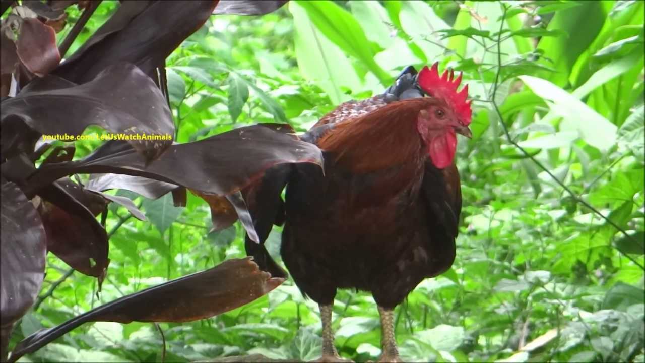 Very beautiful rooster grooming its feathers - YouTube