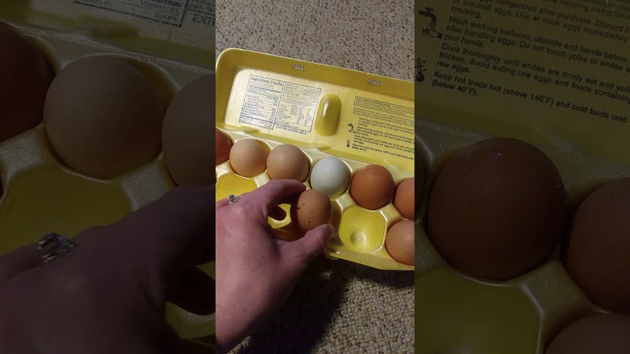 Video#1 Hatching Chicken Eggs - YouTube
